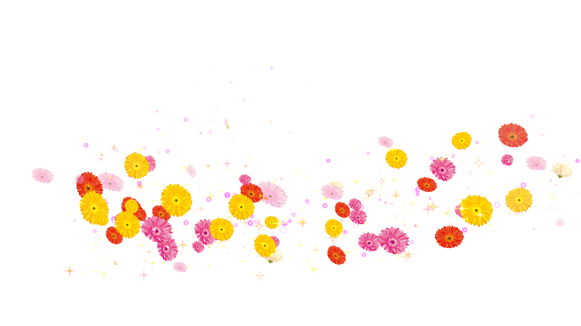 ダウンロード動画素材｜草花【ガーベラ 回転-合成】 映像編集用