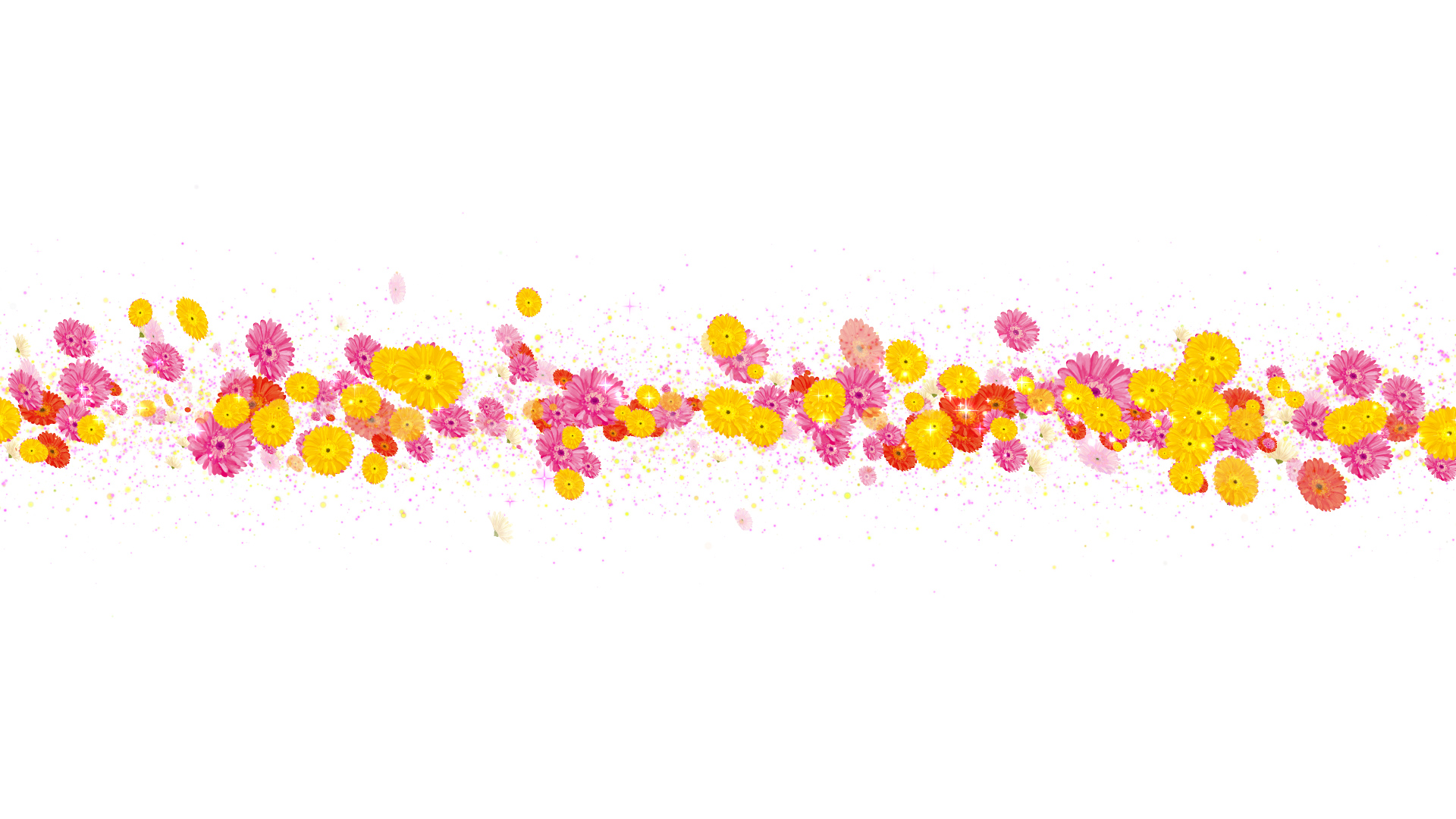 草花【ガーベラ】タイトル-合成 フリー動画素材 映像制作-動画編集用